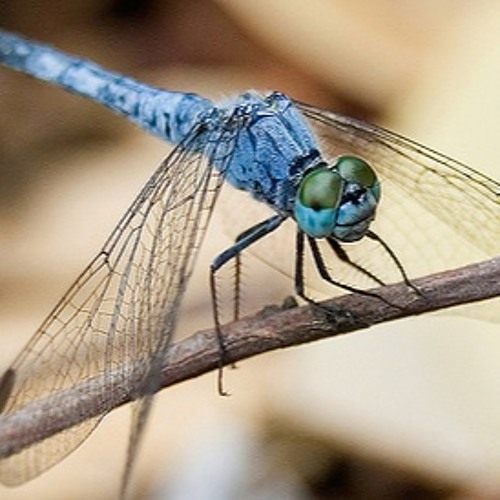 Stream DJ FRTZ - Junebug The Dragonfly by Fritz Beatz/BoomBox Music ...