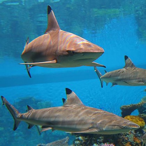 Stream episode A Blue View: A Shark’s Sense of Smell by National ...
