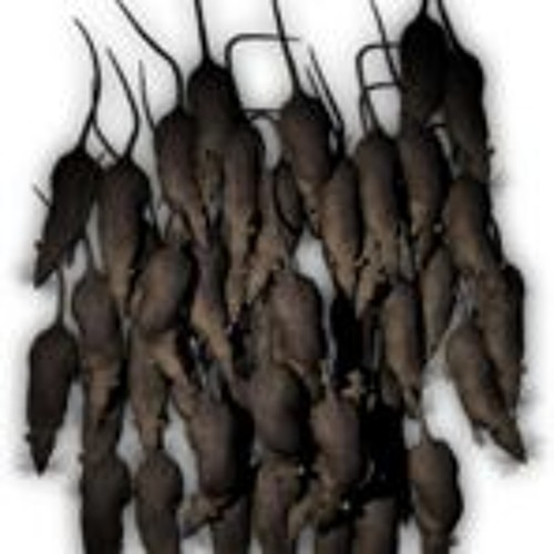 Stream Falsoon Listen To Rat Swarm Playlist Online For Free On Soundcloud 