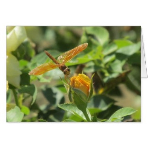 Stream Greetings (somewhere In America) by Goo Roo | Listen online for ...