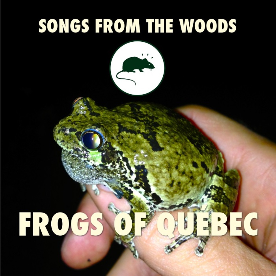 Stream Frogs Of Quebec - Frog, Toad & Tree Frog Sound Effects Library ...
