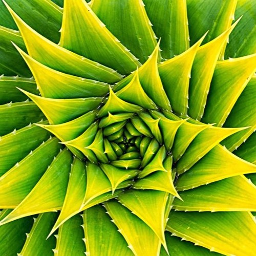 Radial Symmetry In Nature