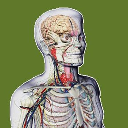 Stream Learning Objective 40 Identify the structure and function of ... Stream Learning Objective 40 Identify the structure and function of ...