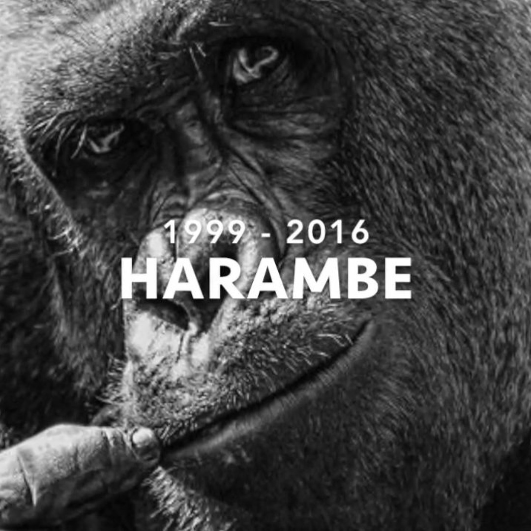 Stream A TRUE FRIEND -- RIP HARAMBE (TRIBUTE SONG) by Cybervibes ...