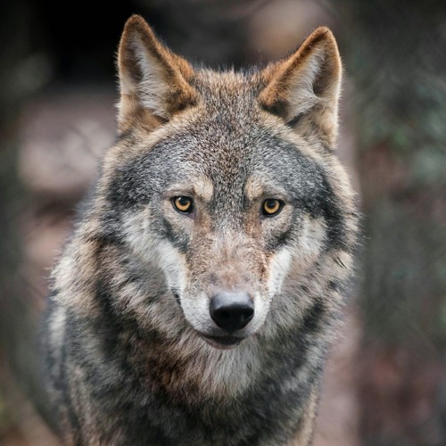 Stream Screaming weasel by Ninja Savage77TM | Listen online for free on ...