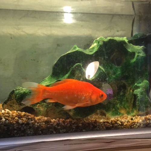 Stream episode The genius of goldfish and why they always seem to die ...