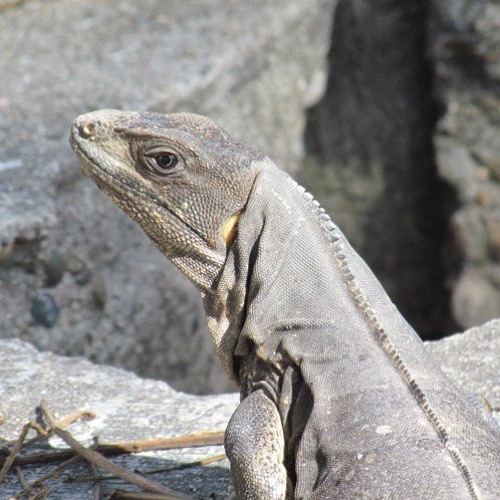 Stream Aspoque- (con skin peluche) by elphogoma-3ku | Listen online for ...