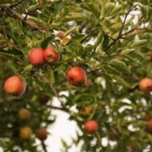 Stream The Apple of His Eye by Praying With the Eyes | Listen online ...