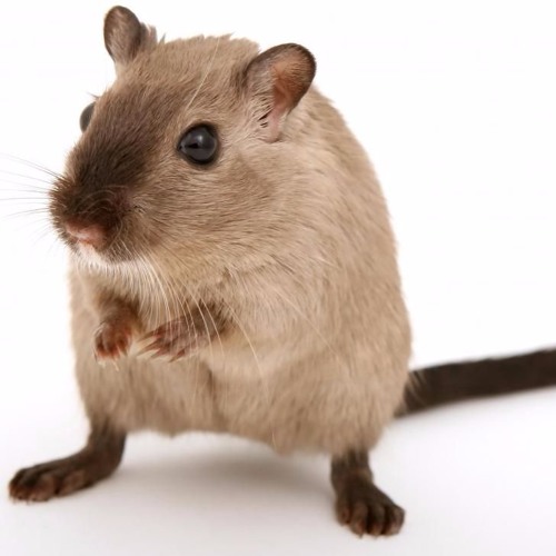 Stream Zombie Gerbil by Keele Tris | Listen online for free on SoundCloud