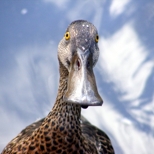 Stream episode Mr. Duck Is Suspicious Of You So He Scares You Away From ...