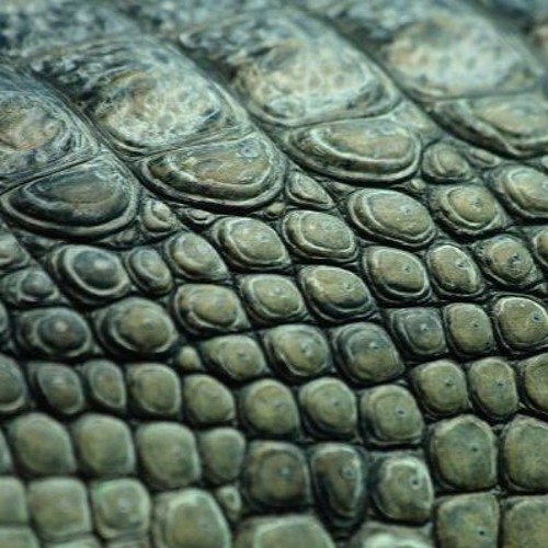 Stream Swamp Rock by mike rempel | Listen online for free on SoundCloud