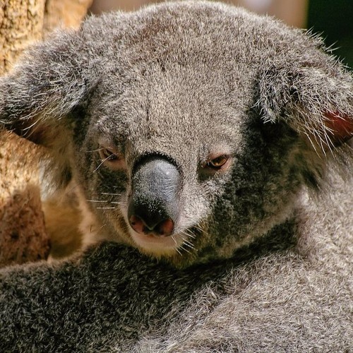 Evil Koala