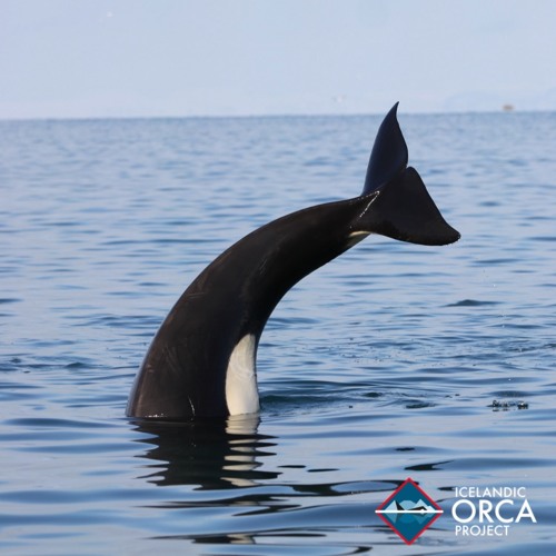 Stream Low frequency sounds produced by Icelandic orcas by Icelandic ...