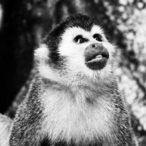 Stream El Escape Del Mico Amazónico Neotropical by INDIO | Listen ...