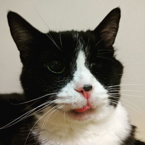 Stream Odin Cat Meow Yell Meraow by Woot Woot Sound | Listen online for ...