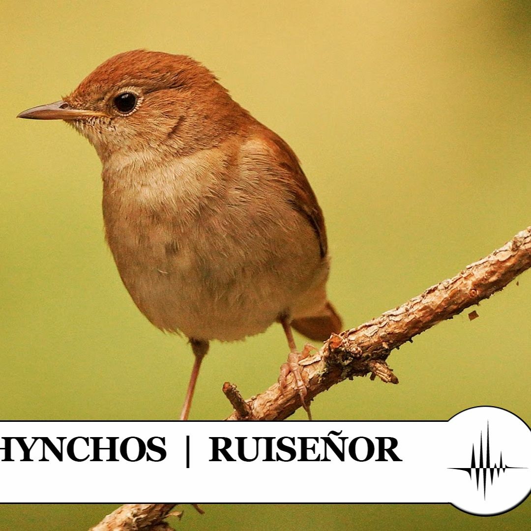 Stream Ruiseñor común - Efectos de Sonido HD by Free Sound Effects ...