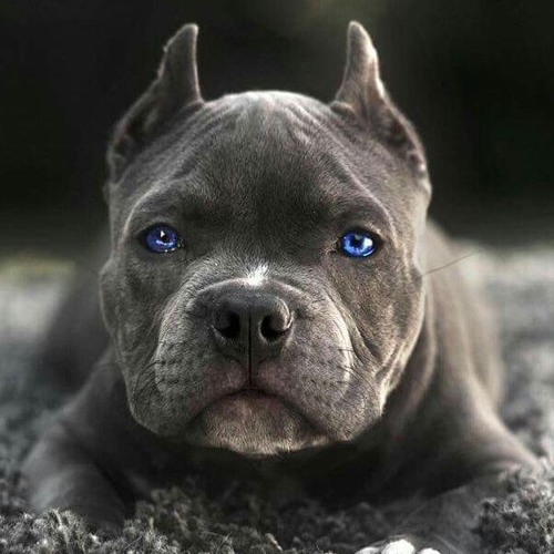 Stream Quien Dijo Amigo Vs Dígame Usted ( CARLITOS DJ ).mp3 by Mnnnbn ...