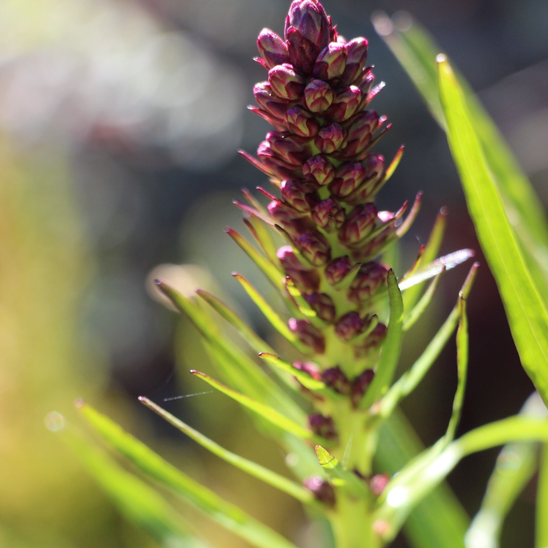 Stream Counting Out of Order by Sanna Wright | Listen online for free ...