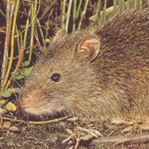 Stream Australian Swamp Rat by Annie Collette | Listen online for free ...