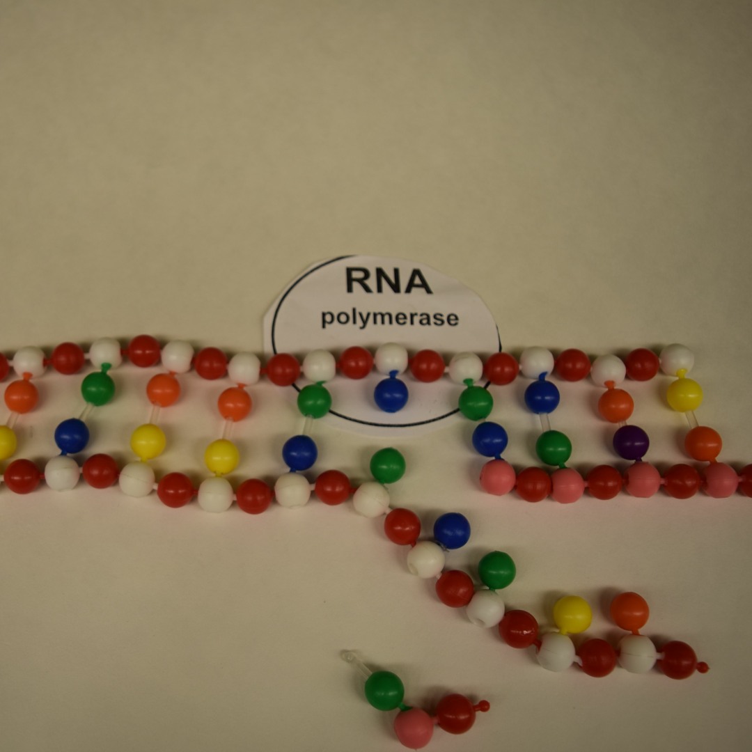 Stream DNA Replication, Transcription and Translation Stop Motion by ...