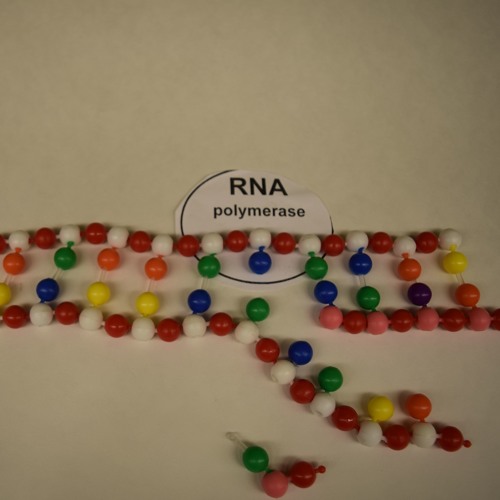 Stream Dna Replication Transcription And Translation Stop Motion By