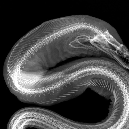 Stream Reptile by Sven Kesler | Listen online for free on SoundCloud