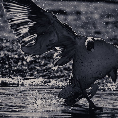 Stream Spectral Tamburan Devastation by Swan Messiah | Listen online ...