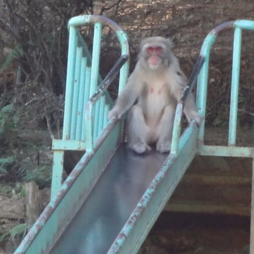 Stream Monkey Slide by NyLoN hOpScOtCh | Listen online for free on ...