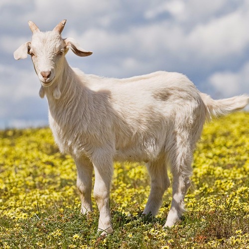 Stream Slipknot - Heretic Anthem (or 555 to the 666 for the posers ...