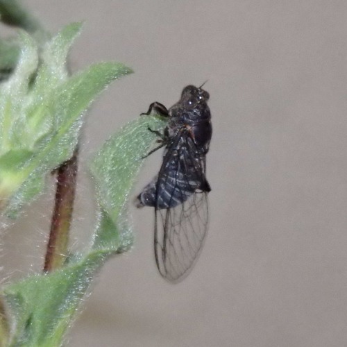 Stream Cicada: Lively Squawker (Pauropsalta accola) calling song by dr ...