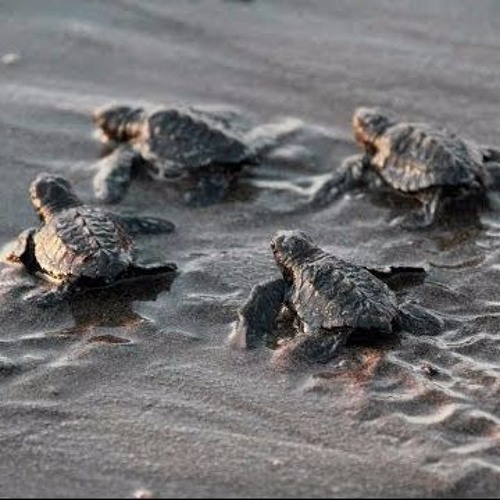 Stream Pista 21 Joe, Trig and the baby turtles by Claudia Ibañez ...