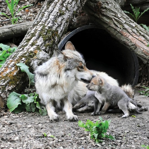 Stream #5: How Mexican wolves have become dangerously inbred by High ...