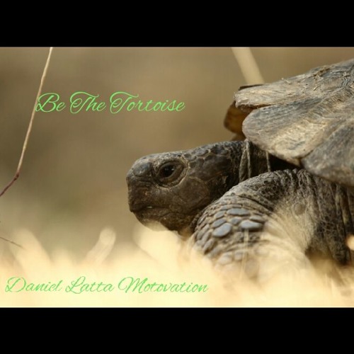 Stream Be The Tortoise Daniel Latta Motivation by Daniel Latta | Listen ...