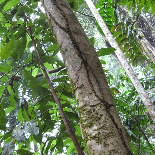 Stream Amazon Rainforest loop by Tim Bamber | Listen online for free on ...