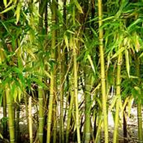 Stream Bamboo Forest by Chloe Crouch | Listen online for free on SoundCloud