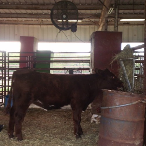 Stream Beefstring Breaker by A Lonely Cow Weeps At Dawn | Listen online ...