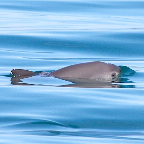 Stream Sean Bogle: Vaquita conservation filmmaker by Ocean Allison ...