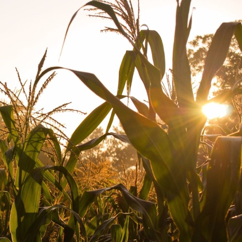 Stream Ten Walls - Walking With Elephants (Tulip Remix) by Tulip ...