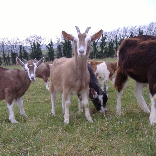 Stream Wobbly Bottom Goat Farm by clairurbahn | Listen online for free ...