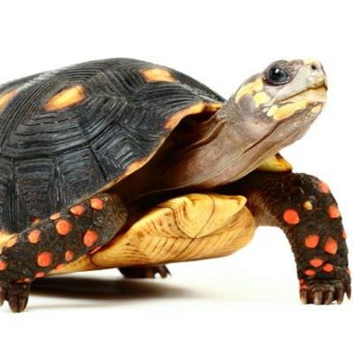 Stream La Morrocoya - Los Ritmicos De Puerto La Cruz (Dj Alfonzo Cova ...