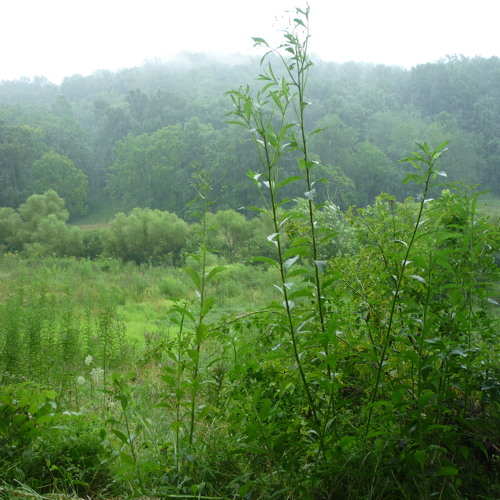 Stream Hacker's Creek by John Minear | Listen online for free on SoundCloud