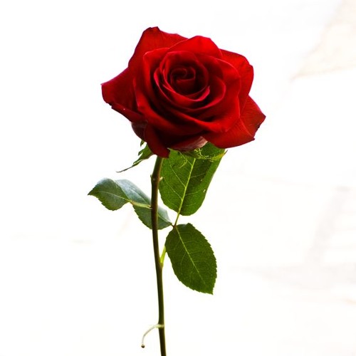 Stream En rose så jeg skyde by annemettehess | Listen online for free ...