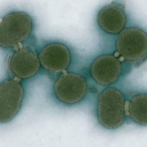 Stream Psicósfera | Listen to Synthia: Mycoplasma laboratorium playlist ...