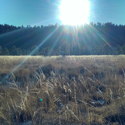 Stream Flutter by Dillon Stephens 1 | Listen online for free on SoundCloud