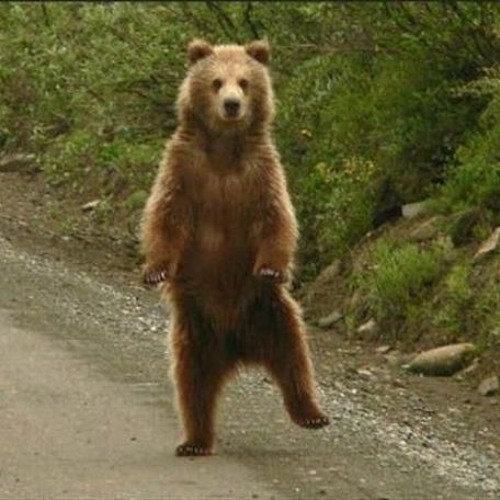 Stream episode Ppp 279 - The Amazing Dancing Bear - It's An Outrage by ...