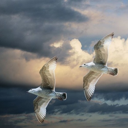 Stream Les oiseaux perdus by Bernadette L. et les enfants | Listen ...