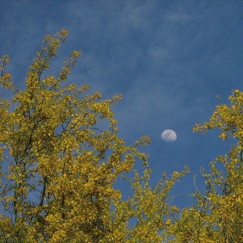 Stream "Arizona Boy" by Kai River Blevins by VOICEMAIL POEMS | Listen ...