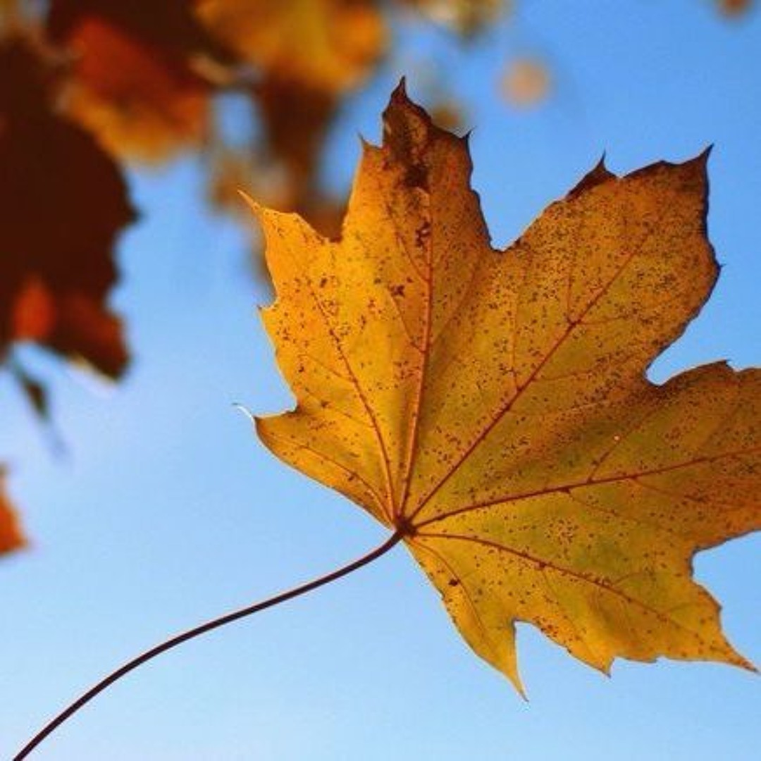 Stream falling Leaves by Tracy Cui | Listen online for free on SoundCloud