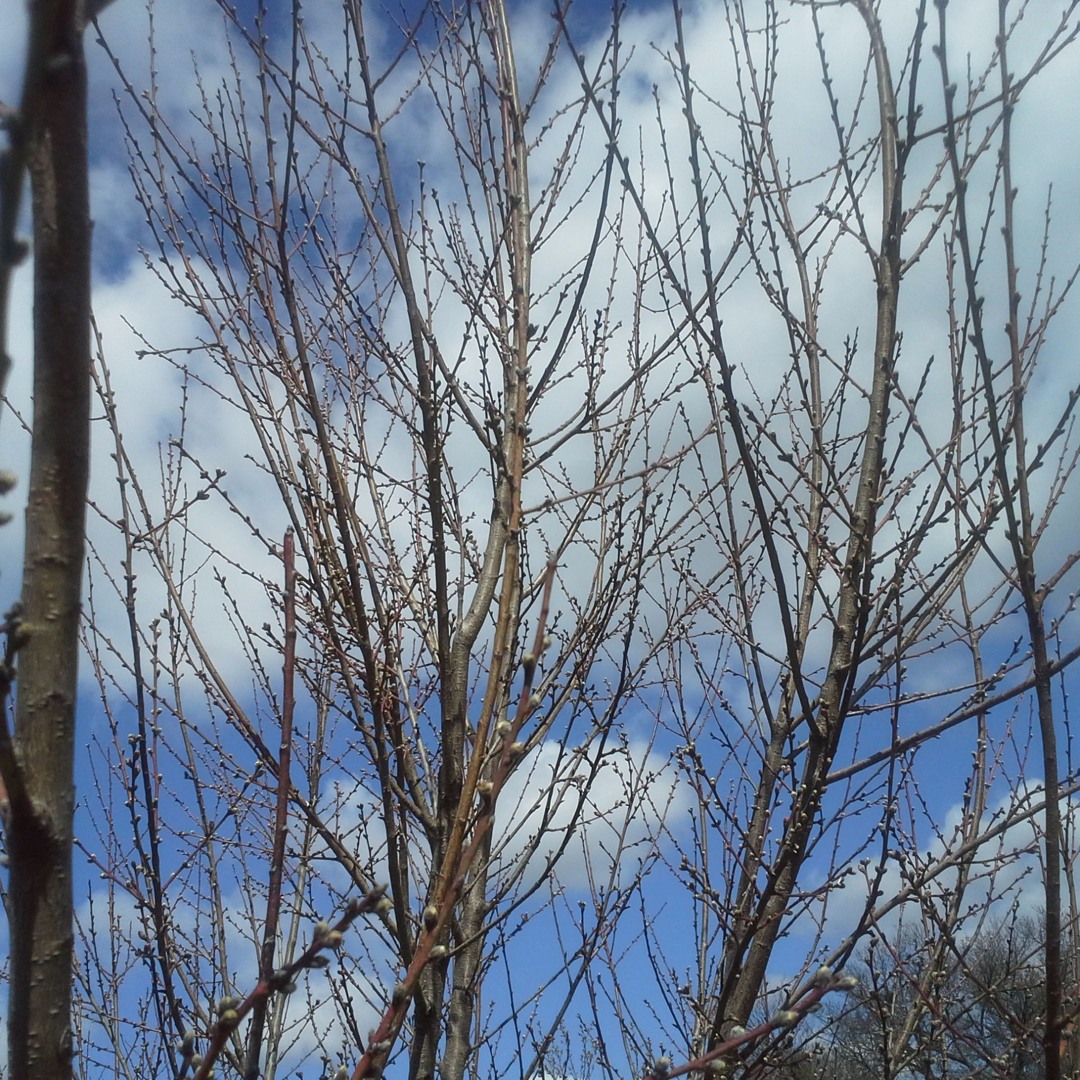 Stream 02 Sleeping Dragons Dream by Debra Yvonne Mathis | Listen online ...