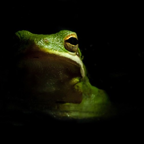 Stream Dj Frogg - In Da House by frogg | Listen online for free on ...